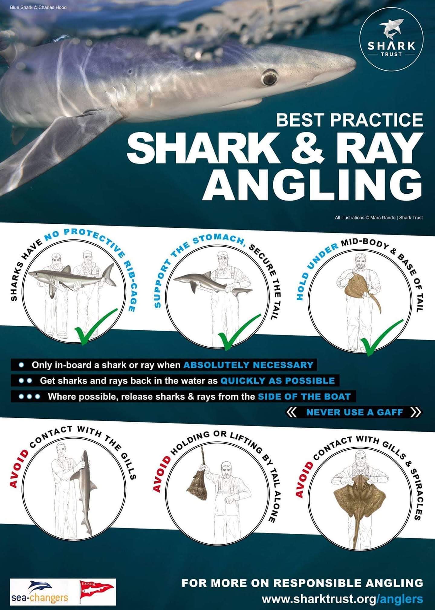 Shark and Ray handling technique - TurnersTackle