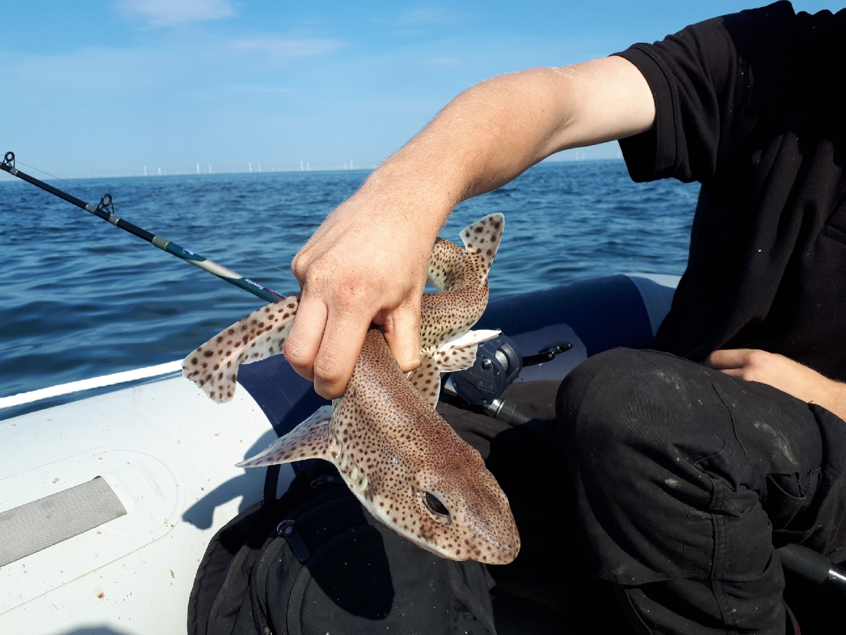 Dogfish - TurnersTackle